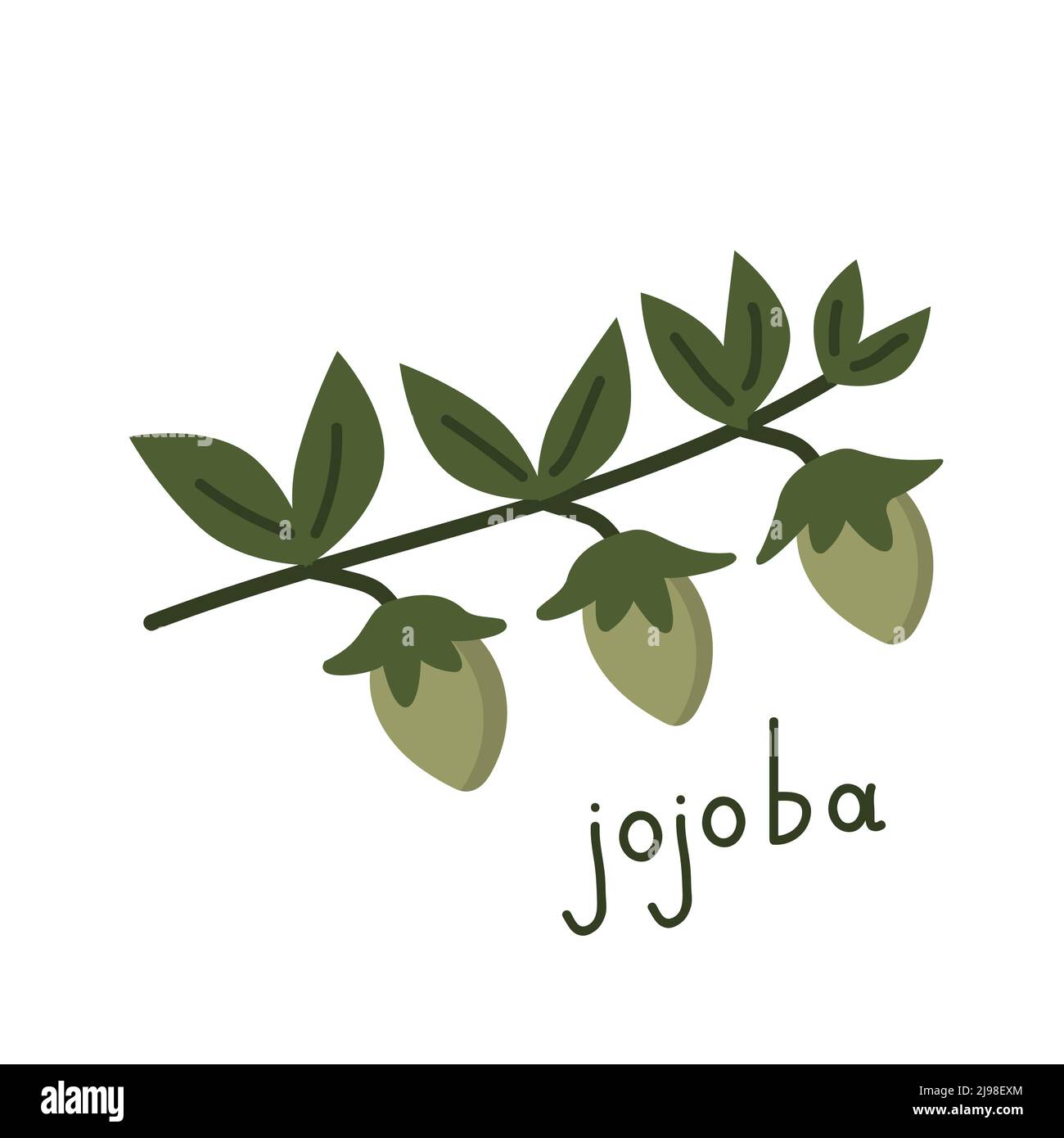Jojoba branch simple vector illustration Stock Vector Image & Art - Alamy