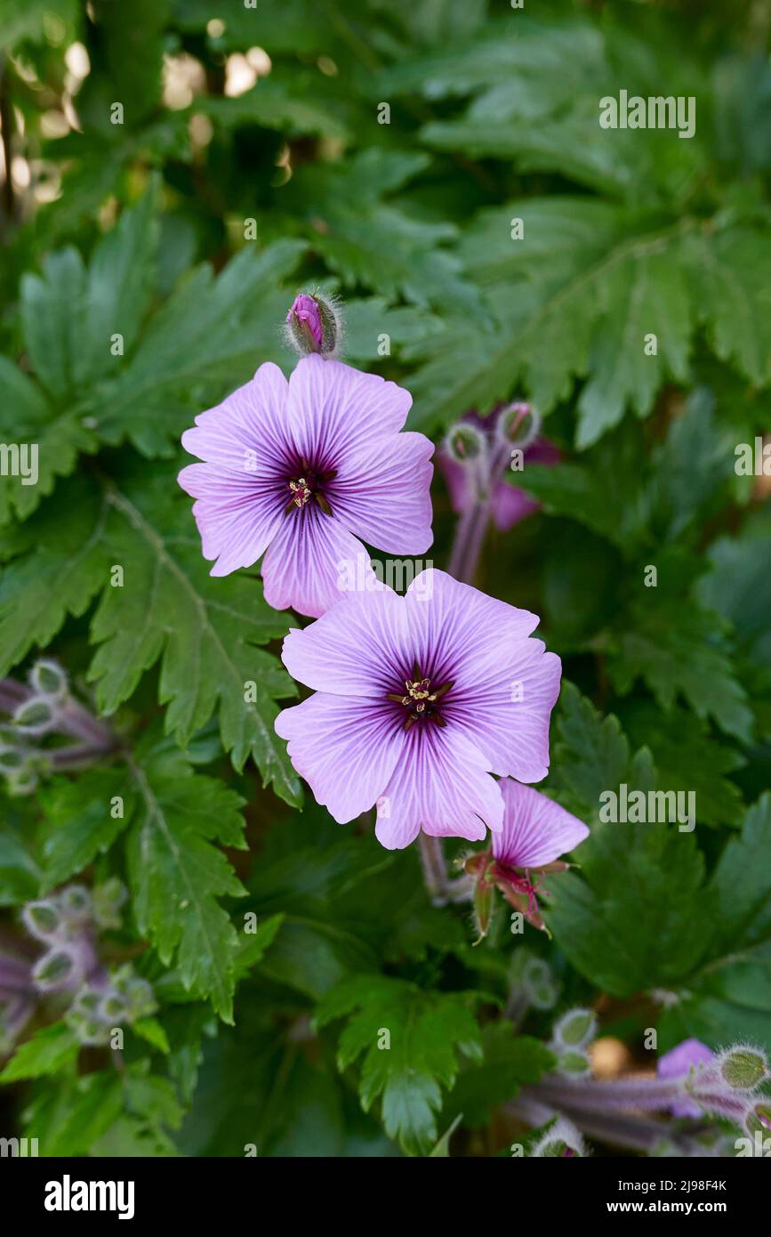 Giant geranium hi-res stock photography and images - Alamy