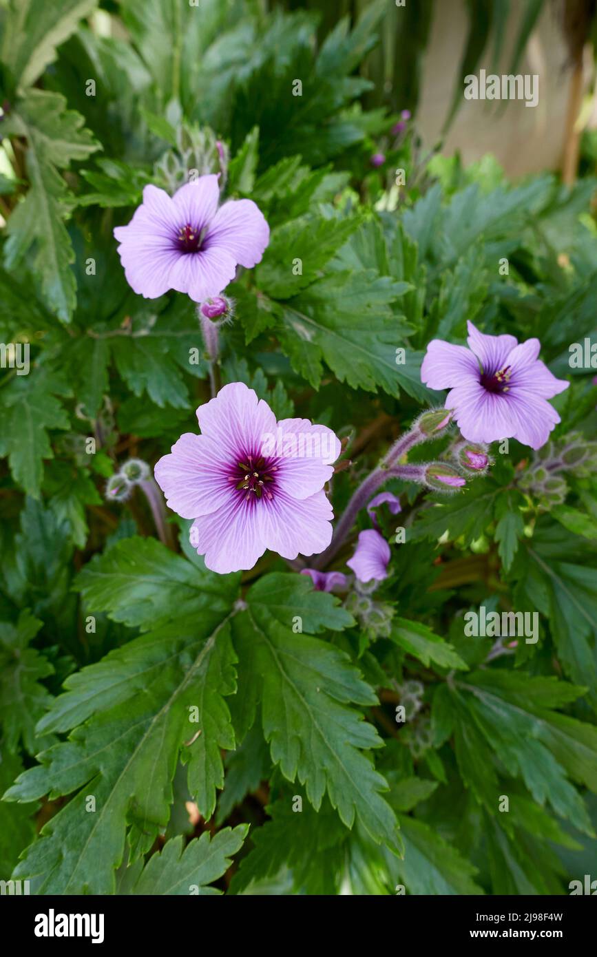 Giant geranium hi-res stock photography and images - Alamy