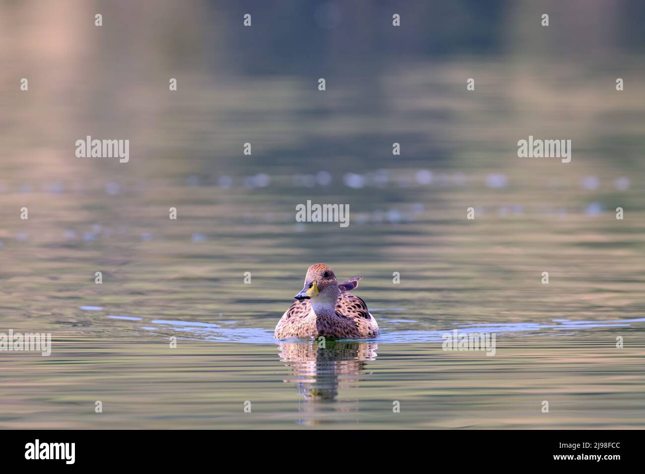 Yellow billed Pintail (Anas georgica), beautiful solitary specimen ...
