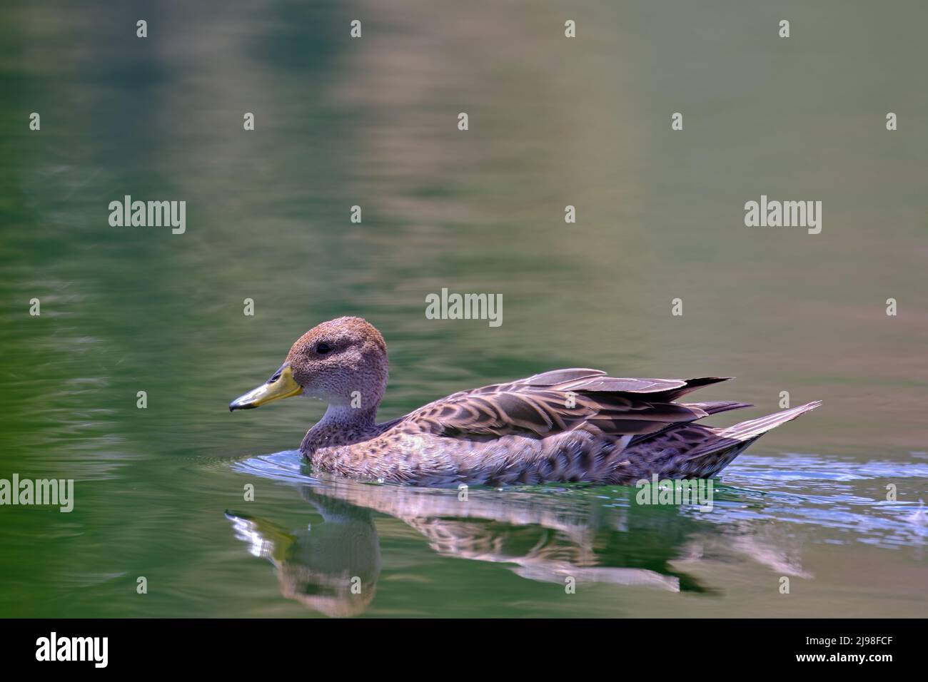 Yellow billed Pintail (Anas georgica), beautiful solitary specimen ...
