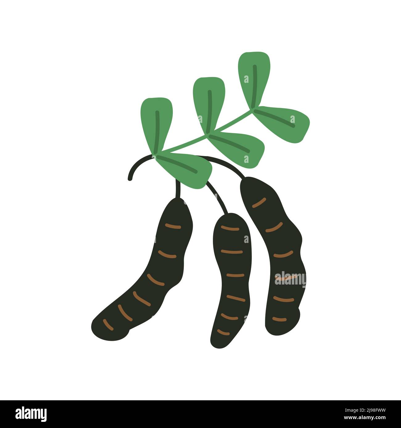 Carob isolated plant vector illustration Stock Vector Image & Art - Alamy
