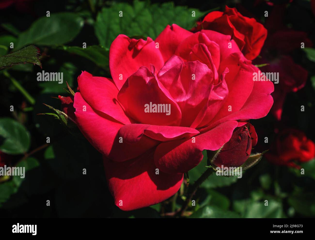Early season rose in bloom Stock Photo - Alamy