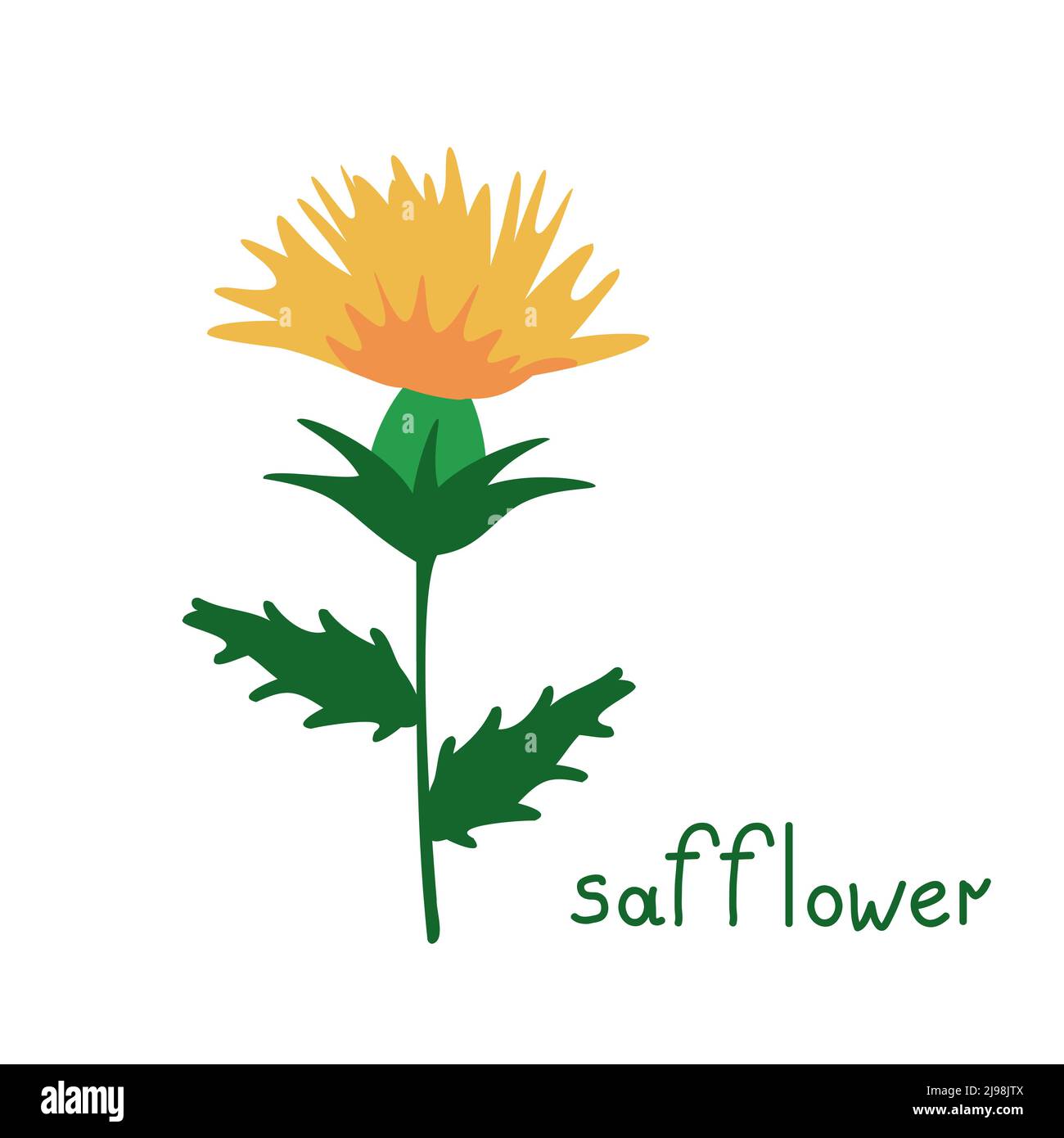 Safflower isolated simple vector plant Stock Vector Image & Art - Alamy