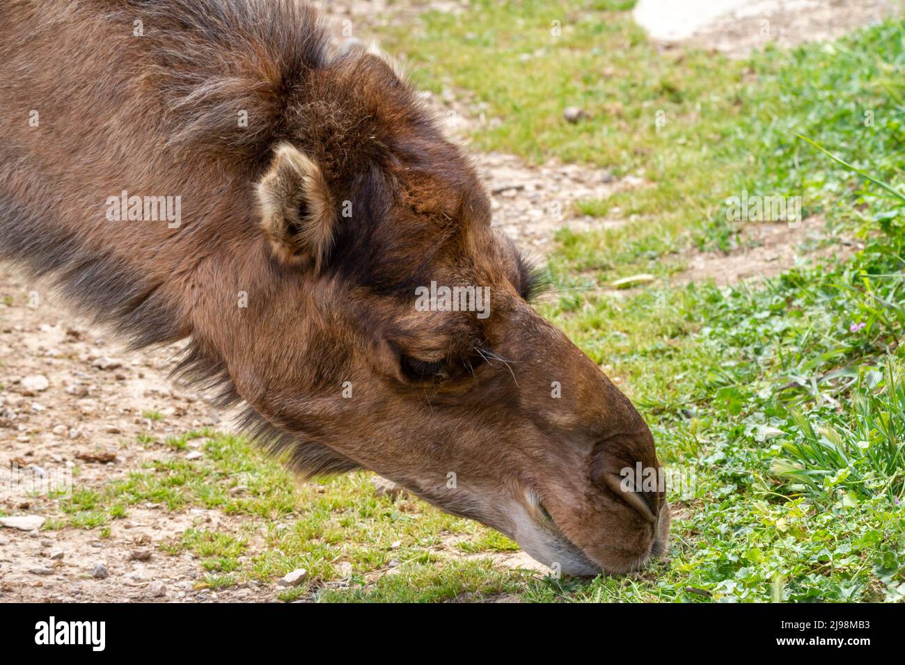 Brown dromedary head eating grass in the desert oasis Stock Photo - Alamy