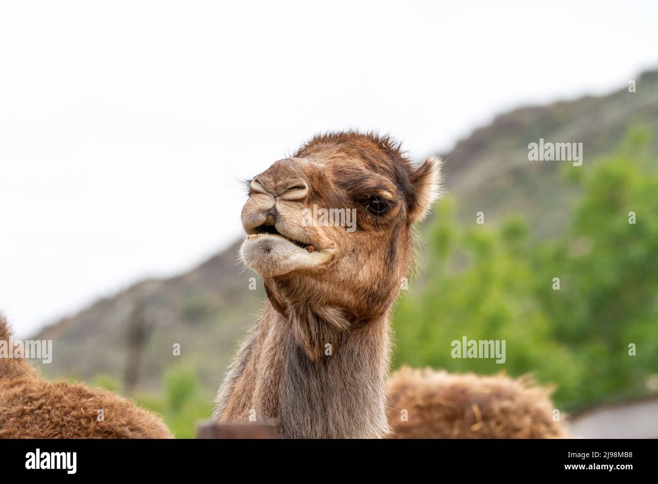 Brown dromedary head in the desert oasis Stock Photo - Alamy