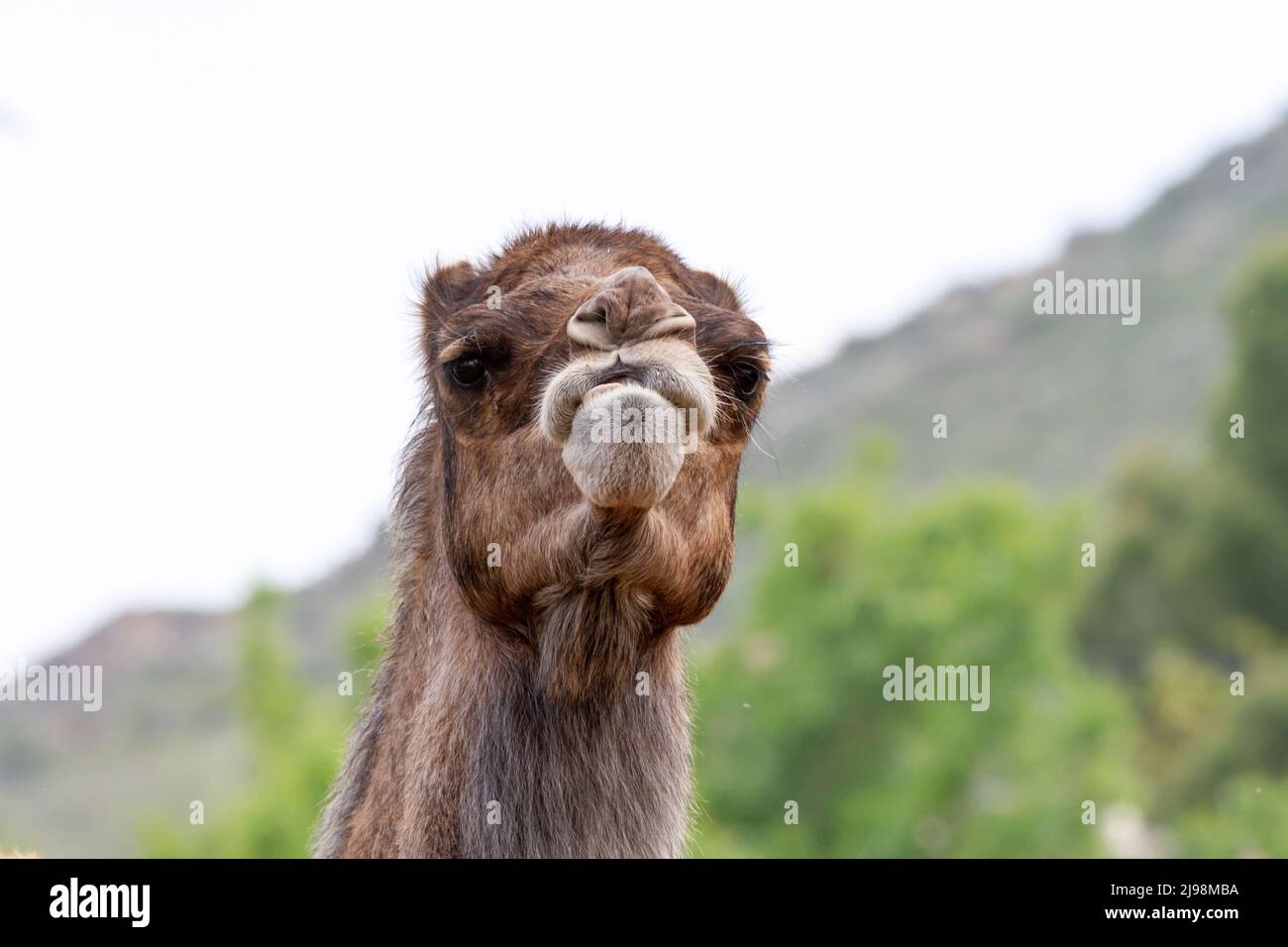 Caravan park in desert hi-res stock photography and images - Alamy