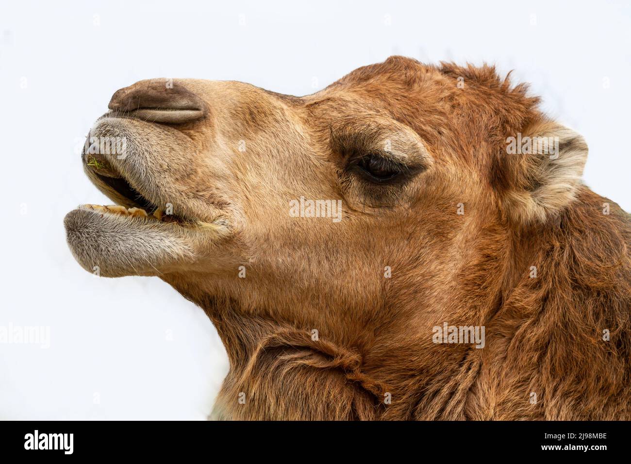 Brown dromedary head in the desert oasis Stock Photo - Alamy