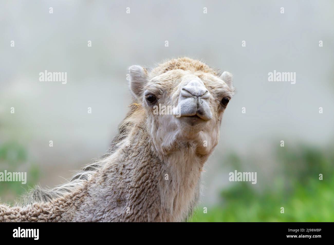 White dromedary hi-res stock photography and images - Alamy