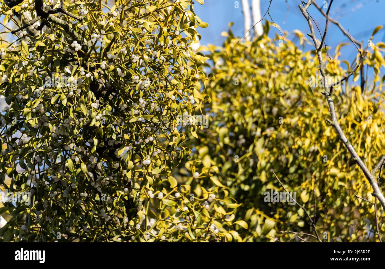 Mistletoe, Viscum, a parasitic plant on the tree. Mistletoe with white ...