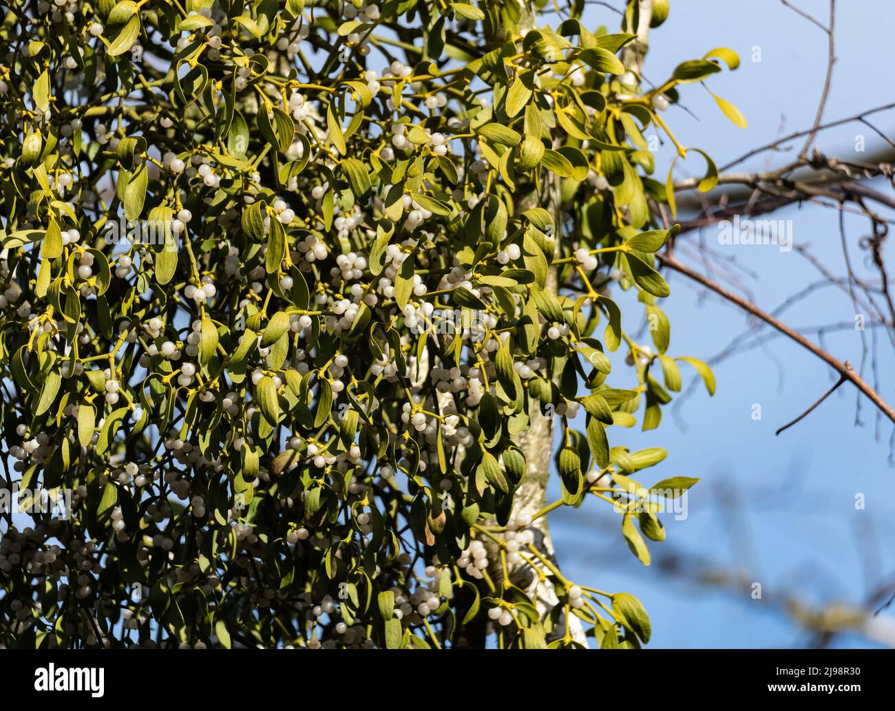 Mistletoe, Viscum, a parasitic plant on the tree. Mistletoe with white ...