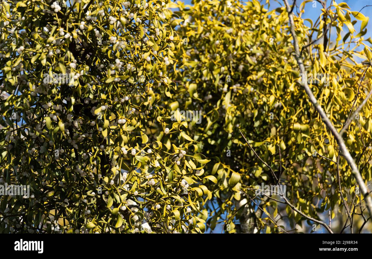 Mistletoe, Viscum, a parasitic plant on the tree. Mistletoe with white ...