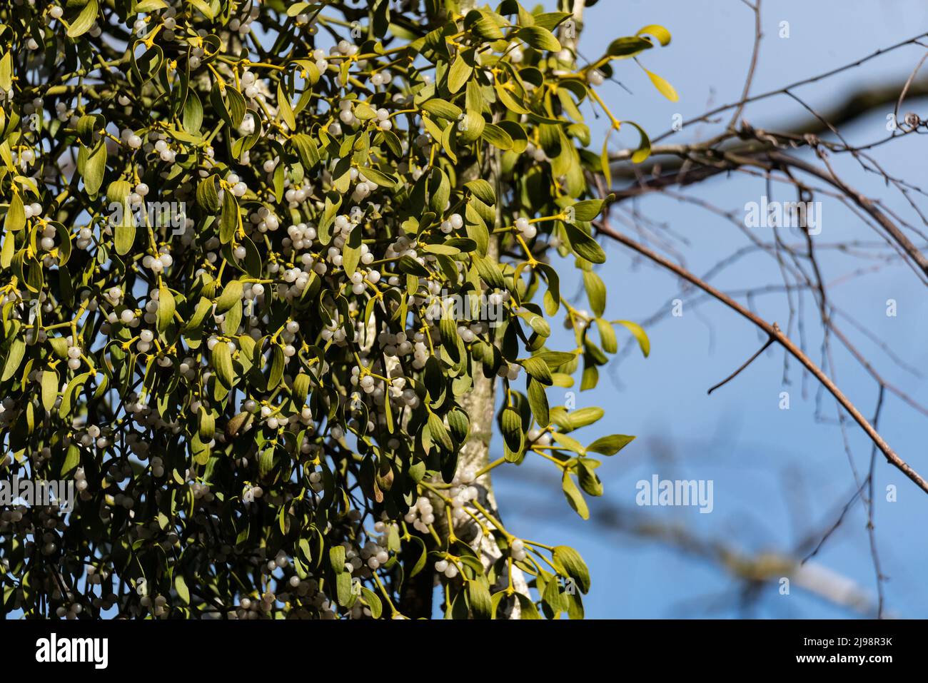 Mistletoe, Viscum, a parasitic plant on the tree. Mistletoe with white ...