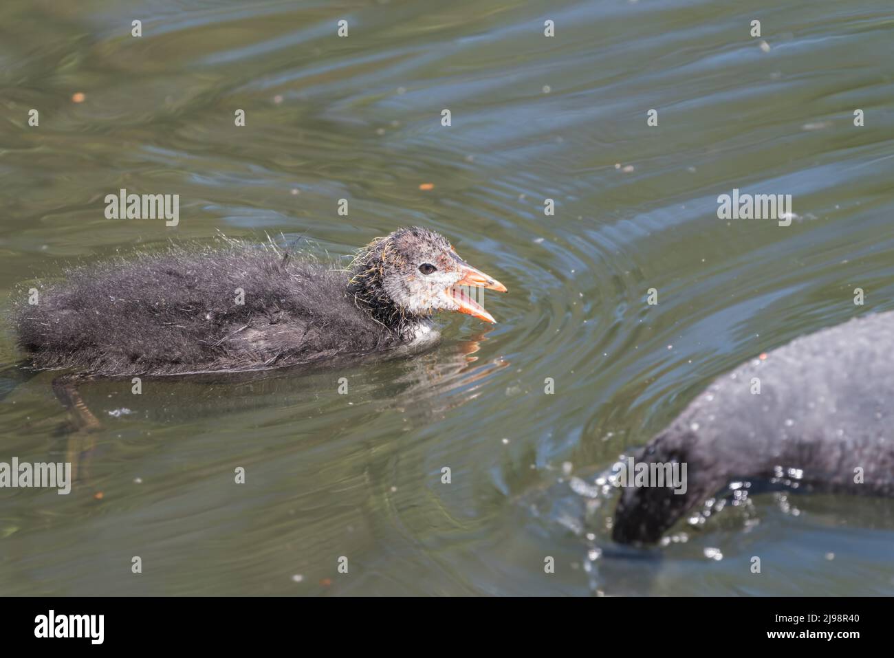 Coot (Fulica atra) chick Stock Photo - Alamy