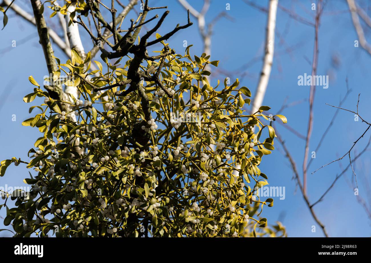 Mistletoe, Viscum, a parasitic plant on the tree. Mistletoe with white ...
