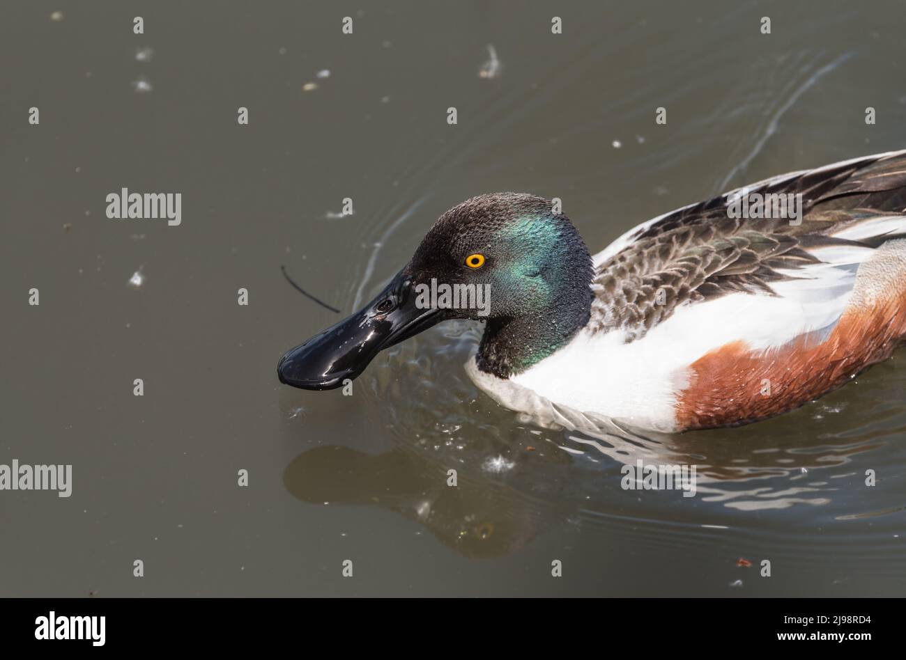 Drake Shoveler duck (Spatula clypeata Stock Photo - Alamy