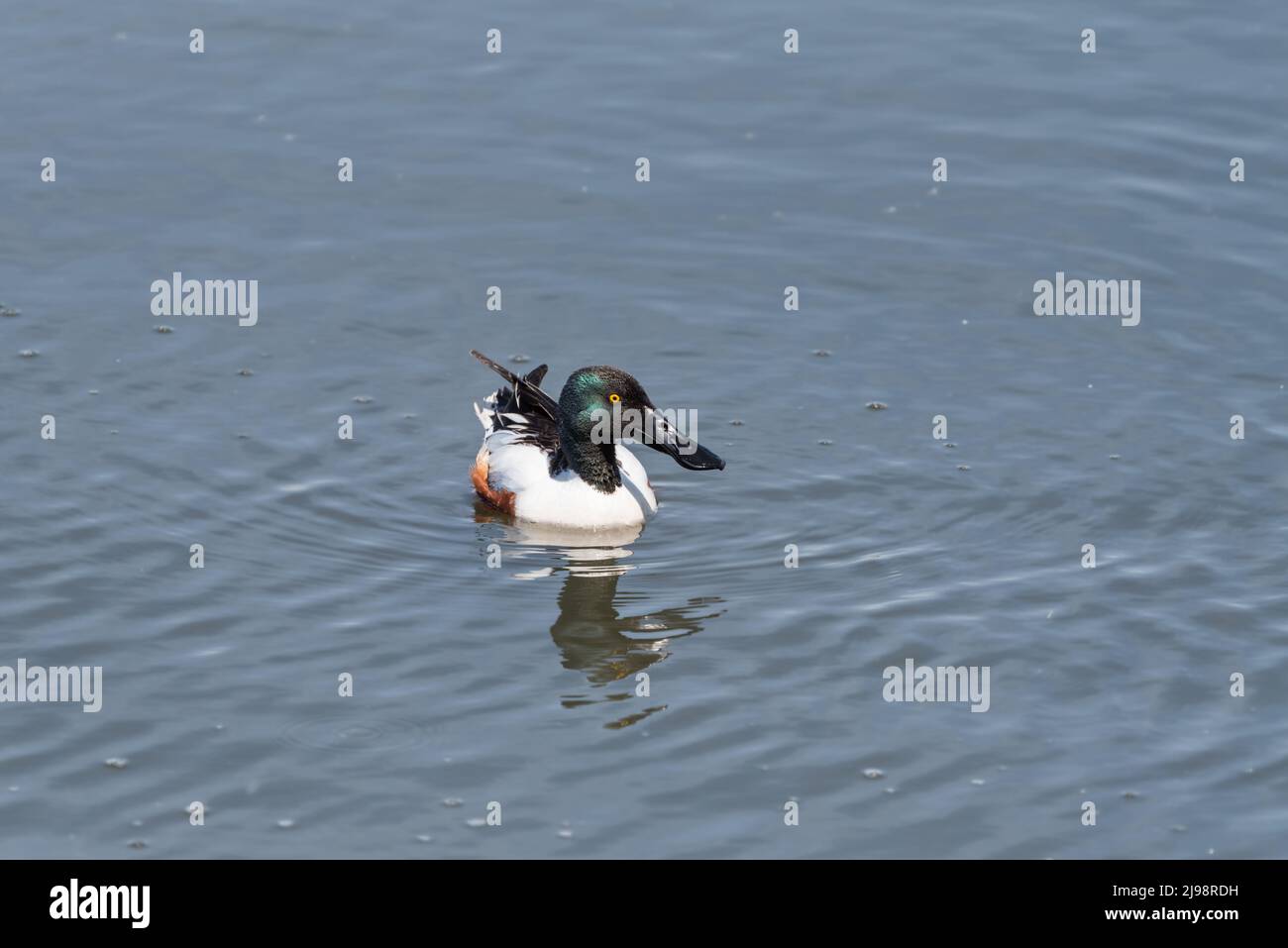 Drake Shoveler duck (Spatula clypeata Stock Photo - Alamy