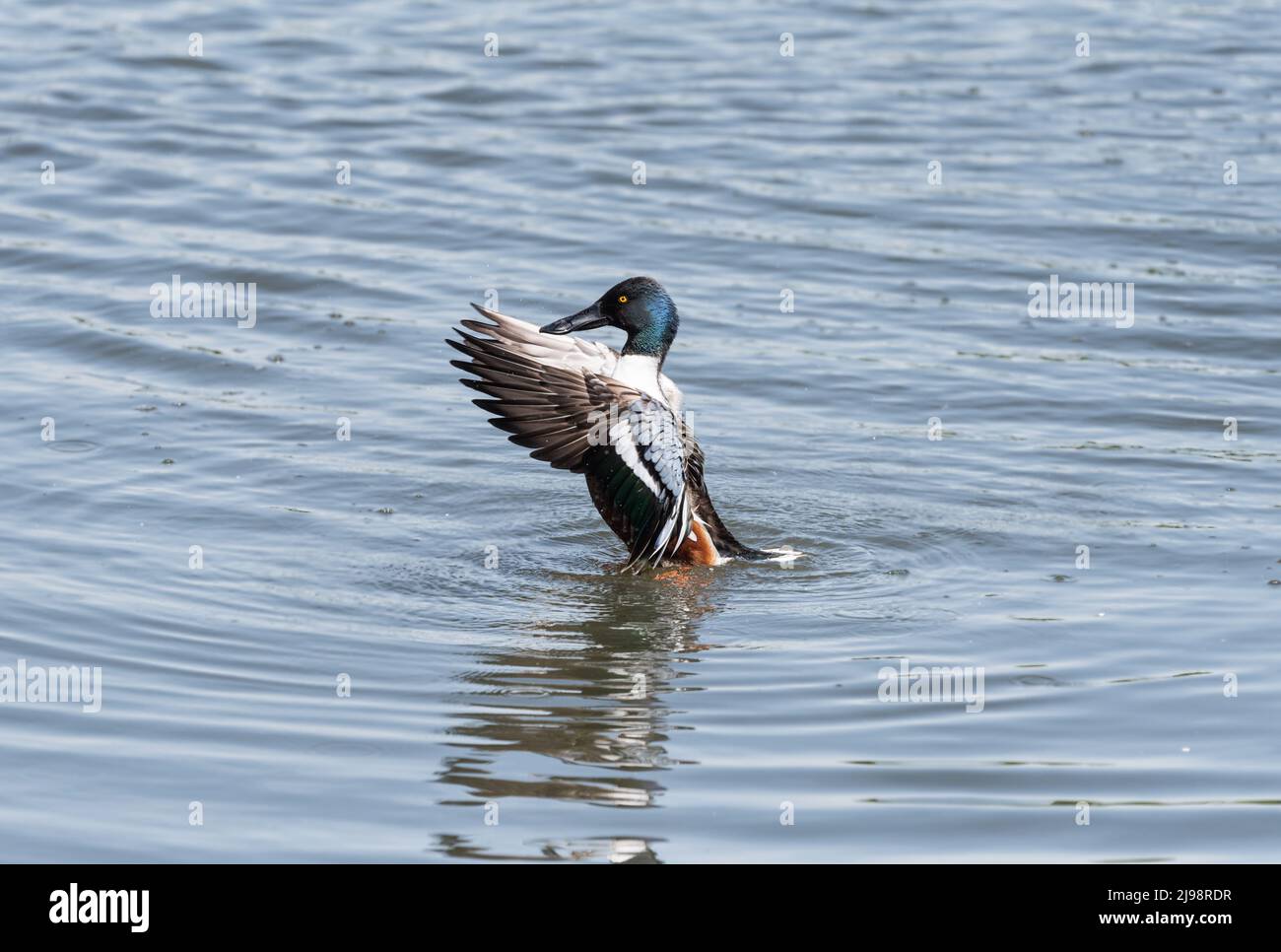 Drake Shoveler duck (Spatula clypeata Stock Photo - Alamy