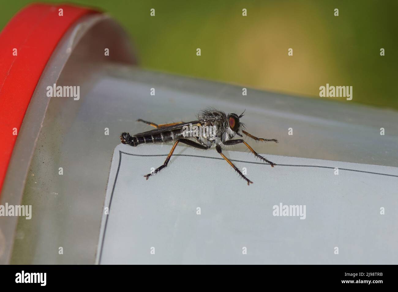 Male Common Awl Robberfly (Neoitamus cyanurus), a species of stiletto ...