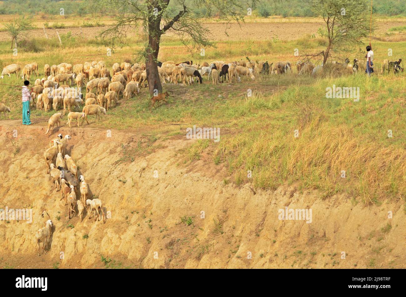 Sheepherder lifestyle hi-res stock photography and images - Alamy