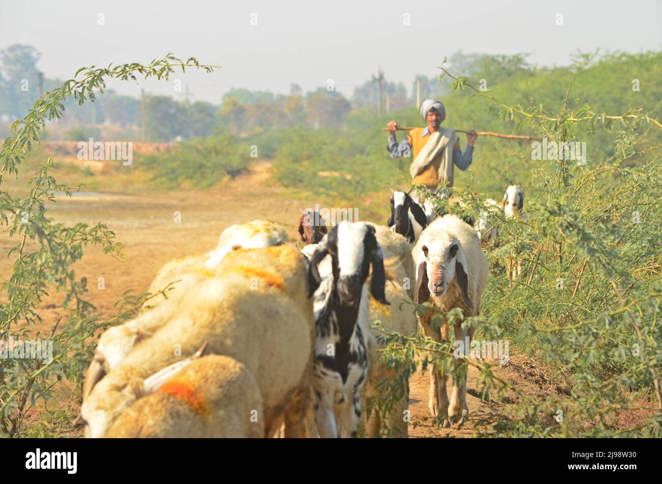 Walking animals hi-res stock photography and images - Alamy