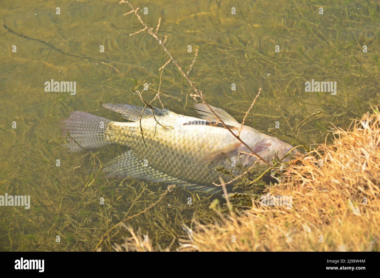 Dead fish grass hi-res stock photography and images - Alamy