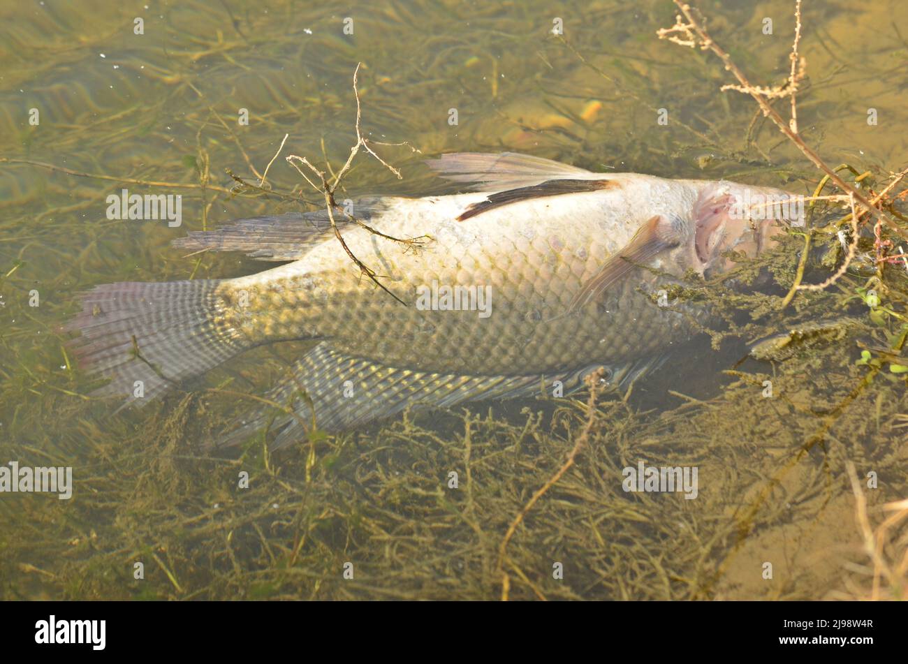 dead fish in water Stock Photo - Alamy