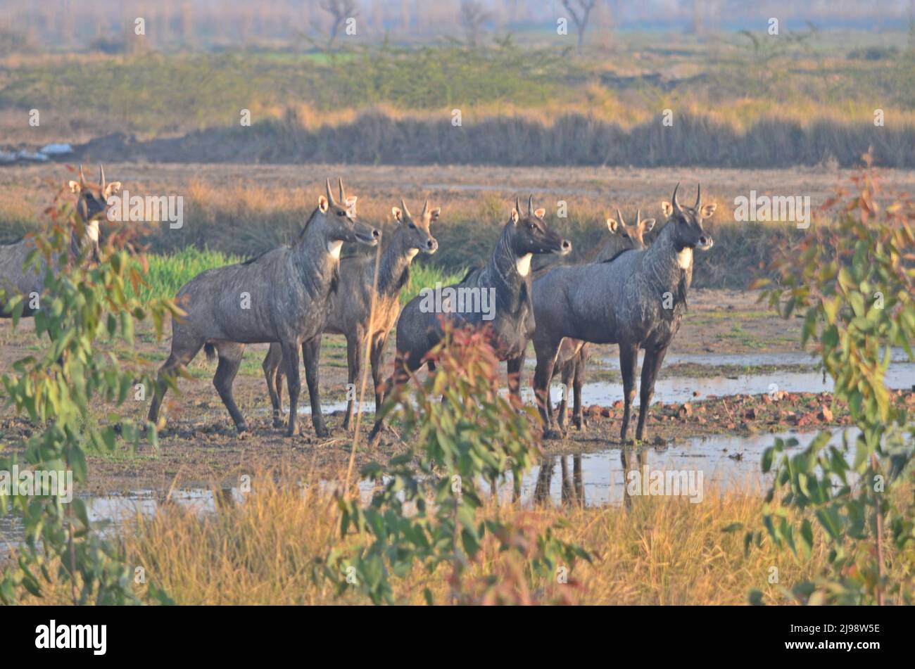 Bluebuck hi-res stock photography and images - Alamy