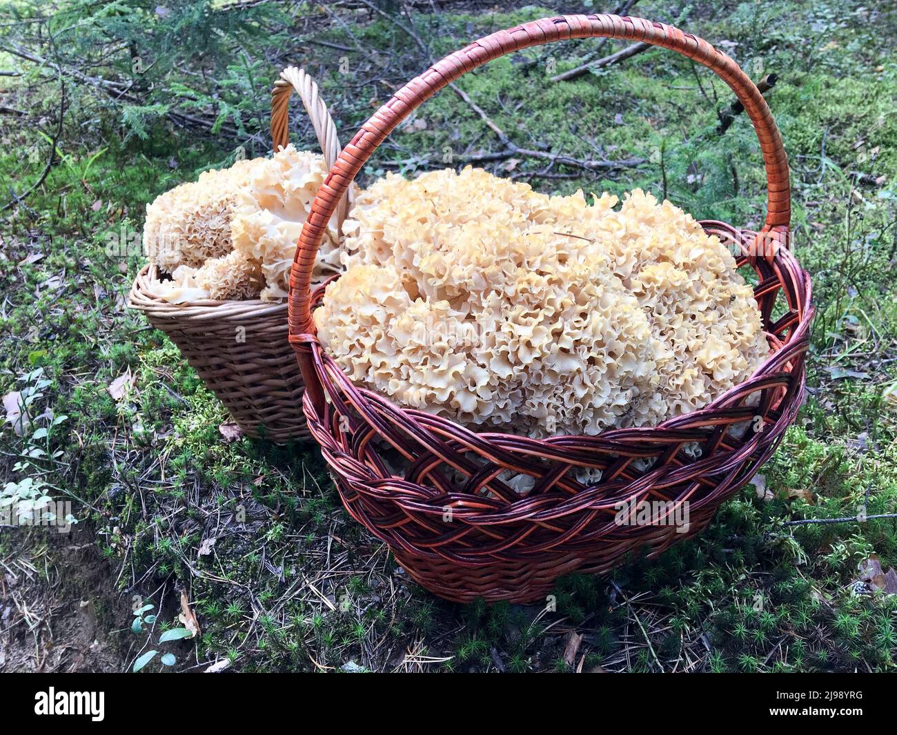 Mushroom (sparassis) at the forest Stock Photo - Alamy