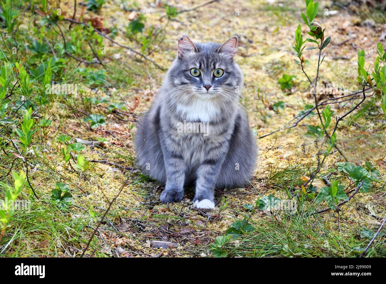 Cat in the forest hi-res stock photography and images - Alamy