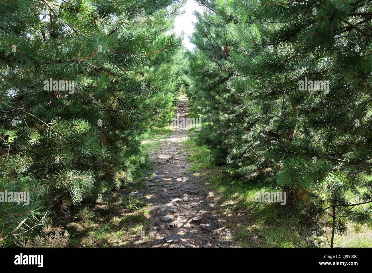 View through dense pine tree hi-res stock photography and images - Alamy