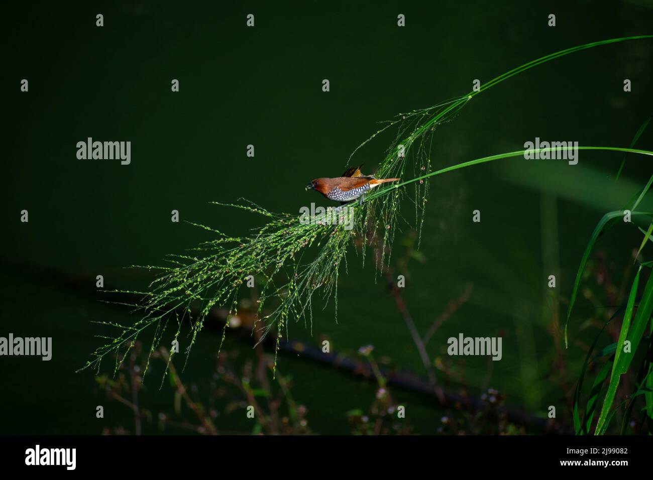Black munia hi-res stock photography and images - Alamy