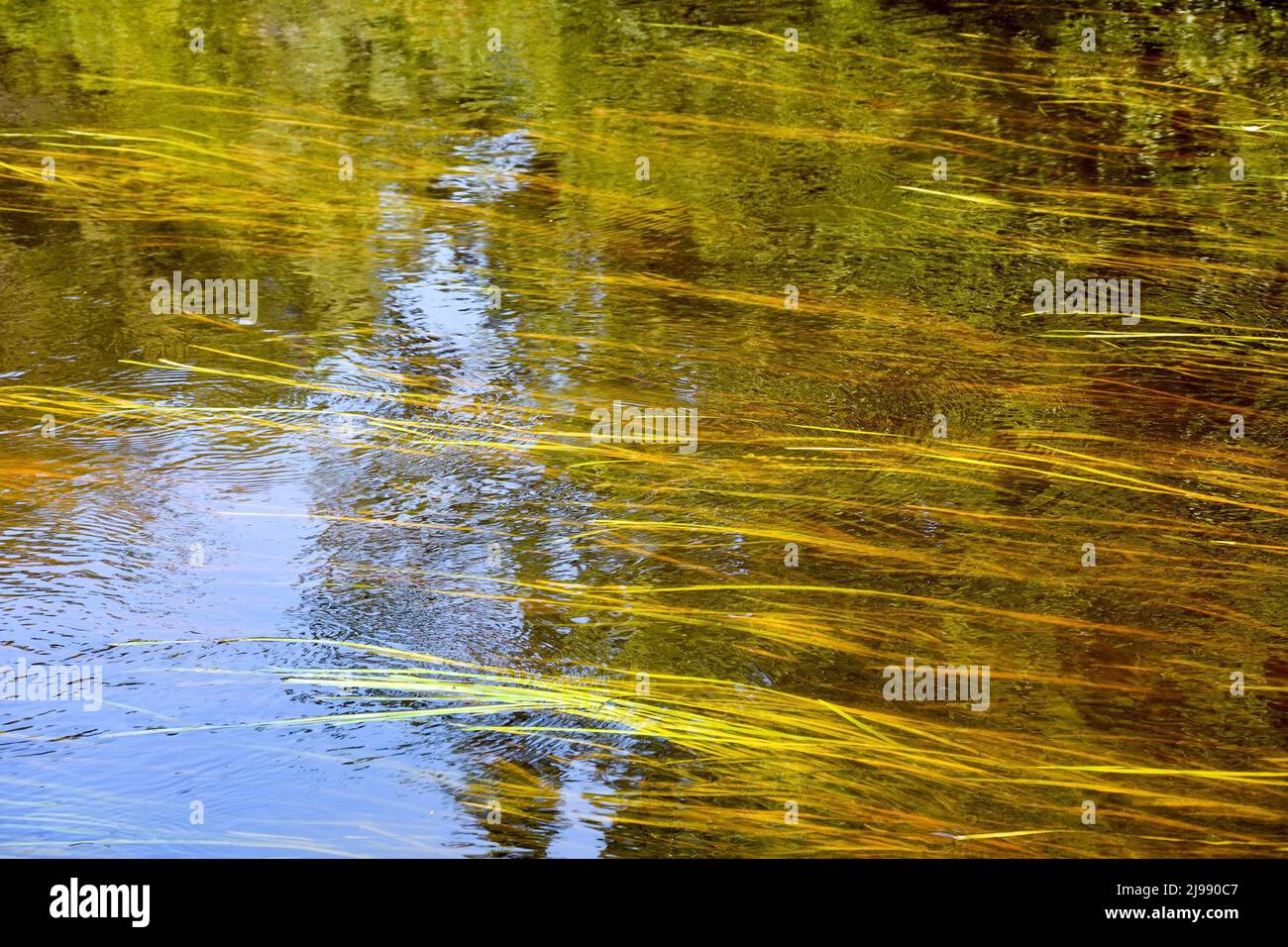Algae in the river. Texture, background Stock Photo - Alamy