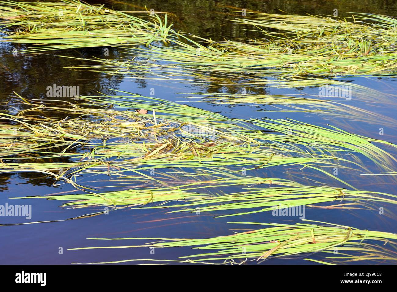 Algae in the river. Texture, background Stock Photo - Alamy