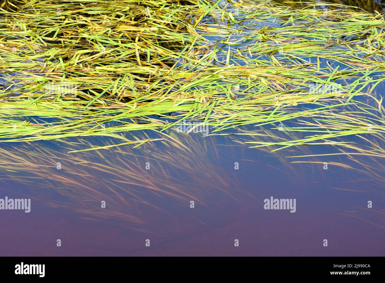 Algae in the river. Texture, background Stock Photo - Alamy
