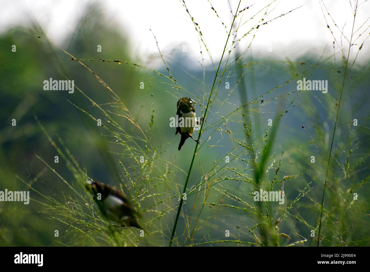Red munia hi-res stock photography and images - Alamy