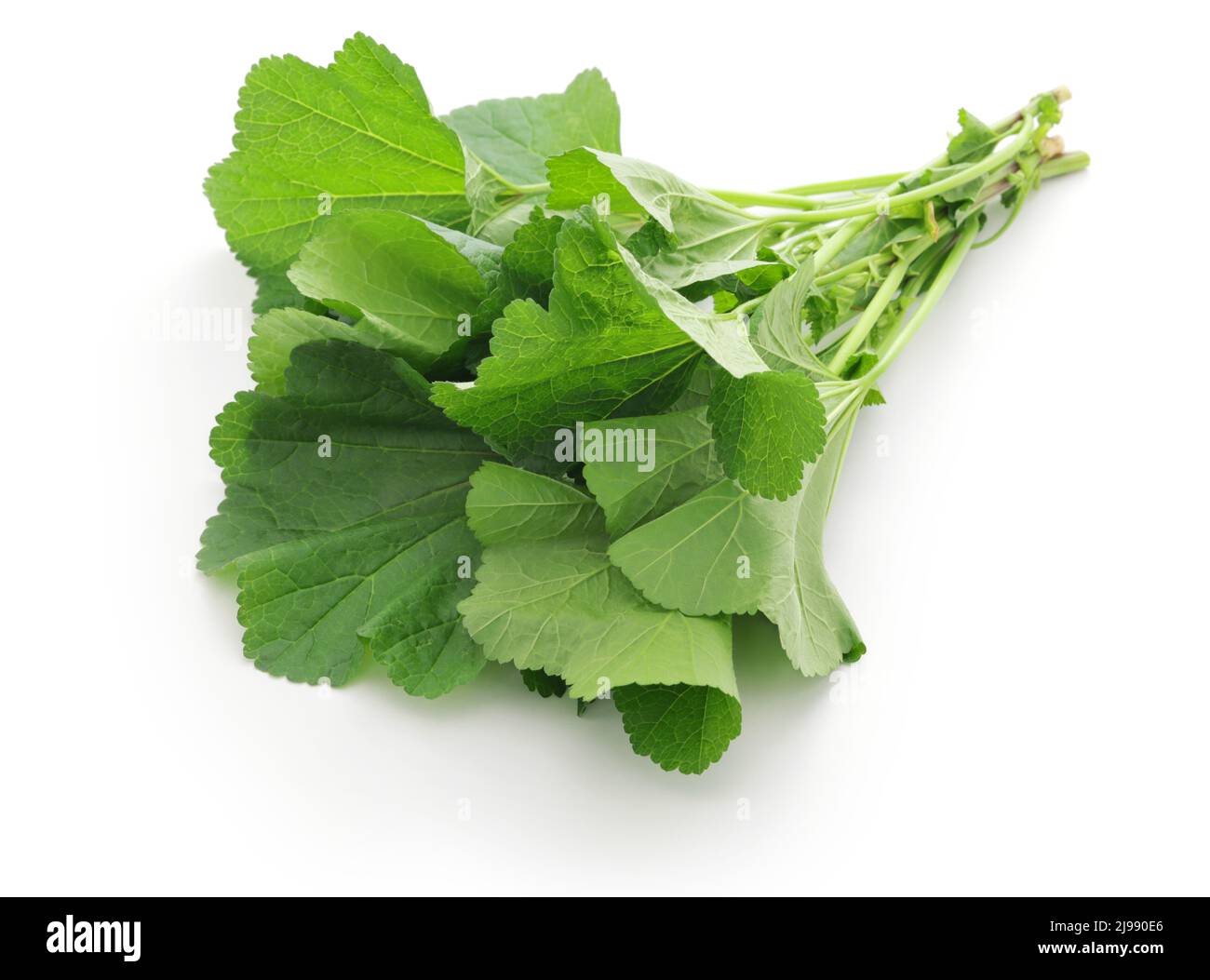 mallow leaves, Moroccan mallow salad ingredient Stock Photo - Alamy
