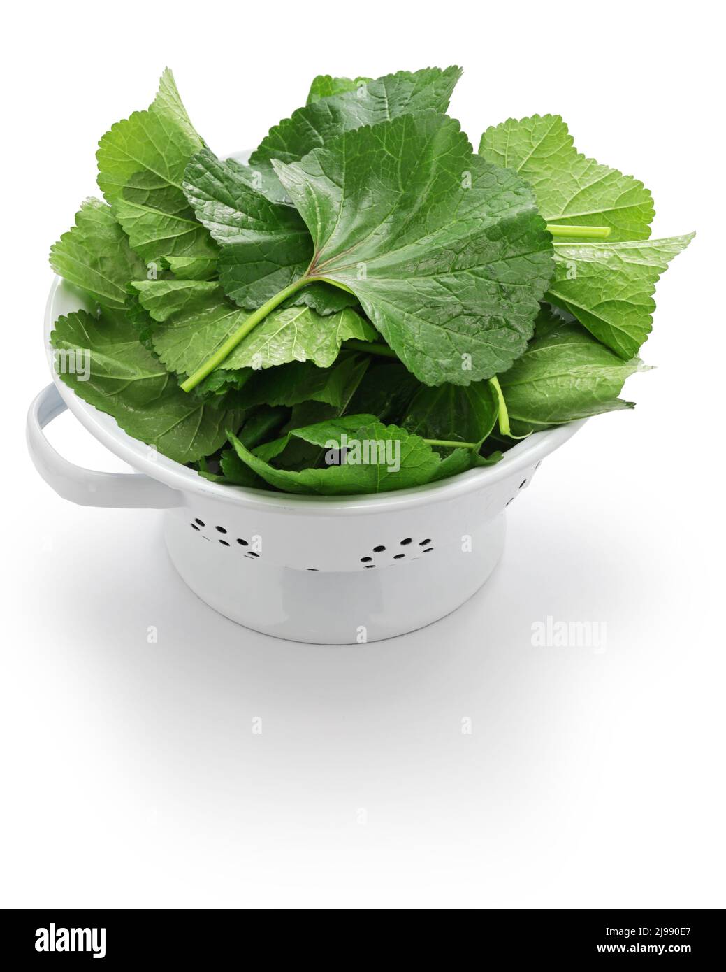 Mallow leaves hi-res stock photography and images - Alamy