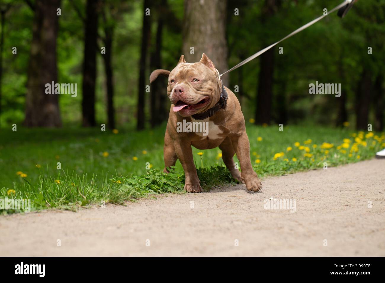 An American Bully dog on a walk in the park on a leash. Green grass and ...