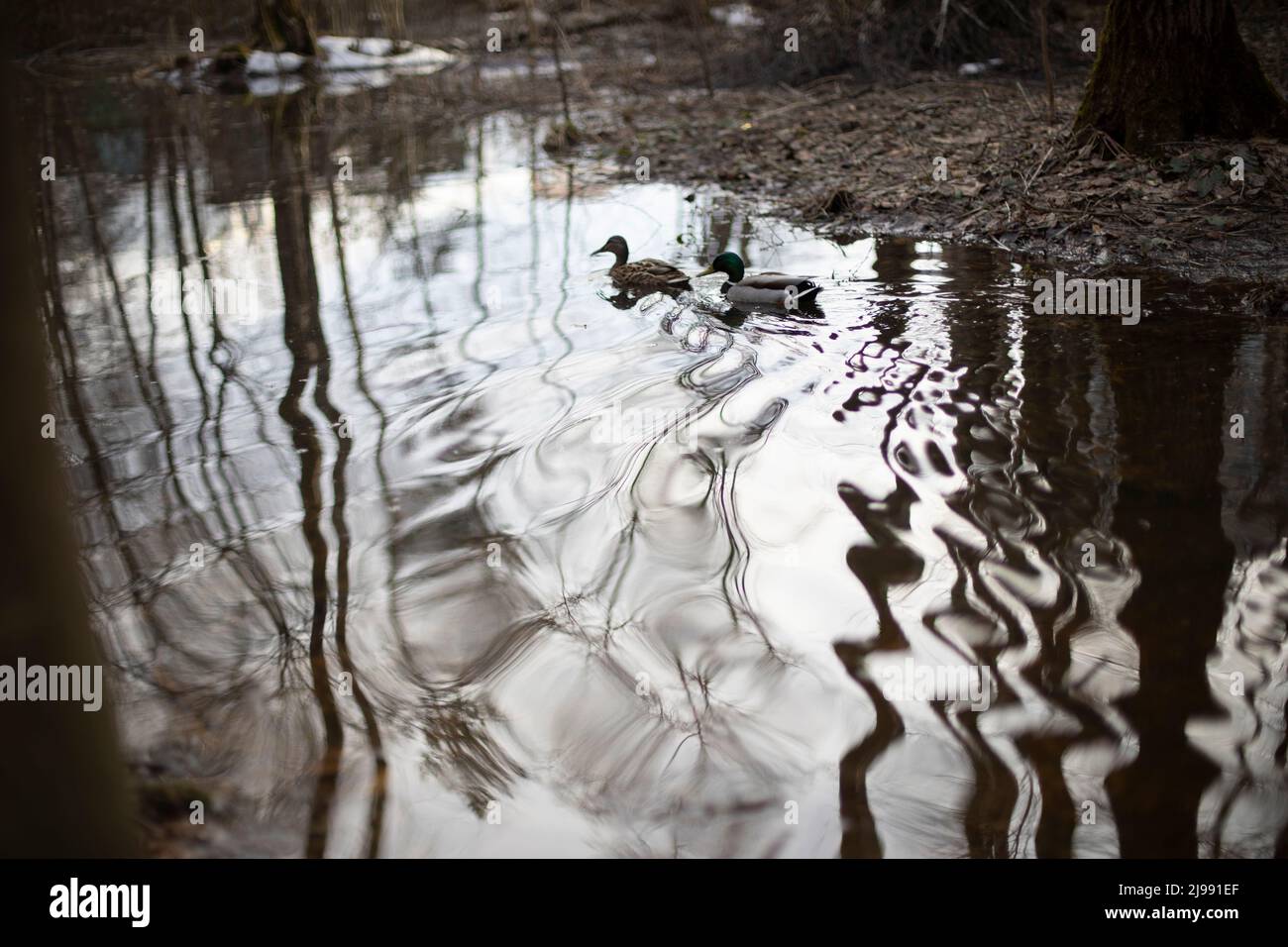 Two ducks are swimming. Birds on water. Waves from movement in water ...