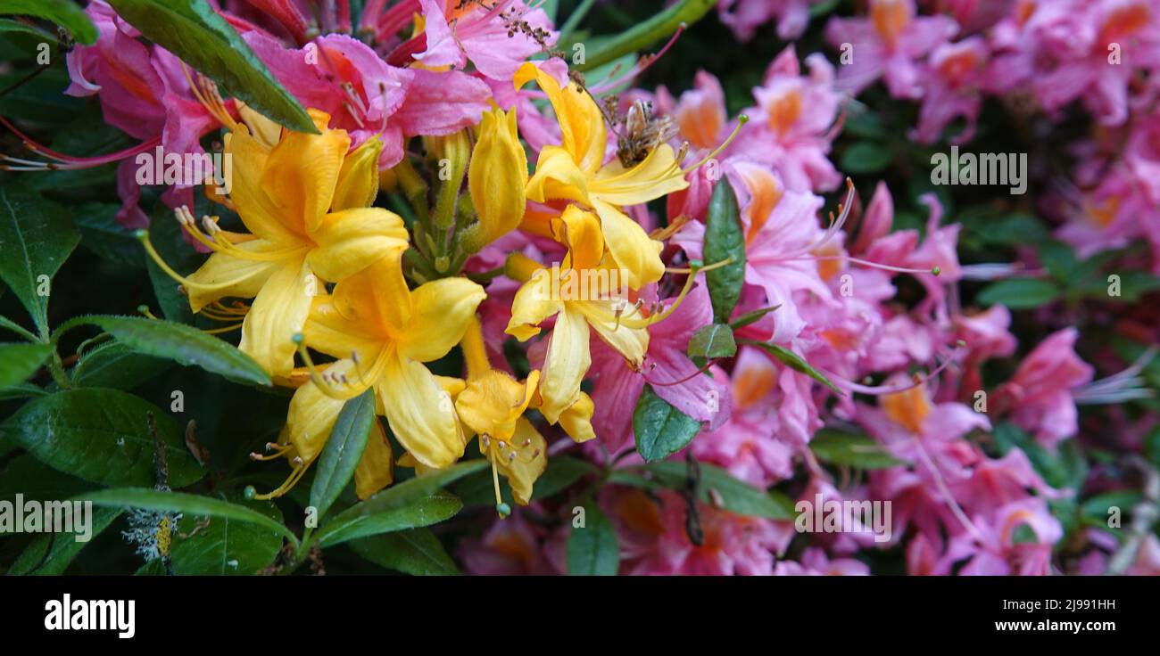 Orange azaleas hi-res stock photography and images - Alamy