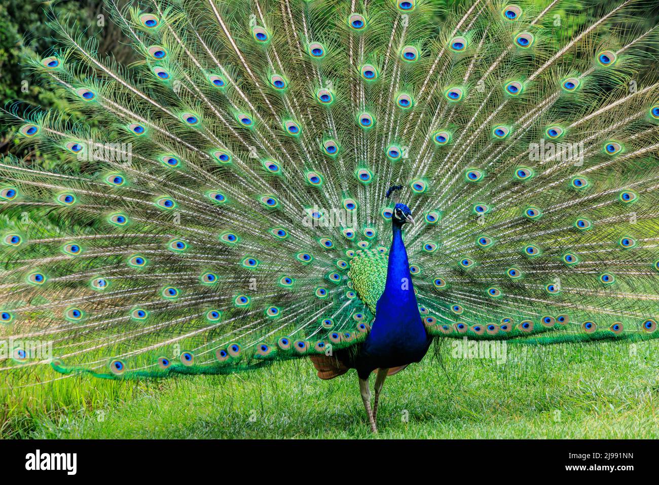 Peafowl showing his beaitful feathers in a green garden Stock Photo - Alamy