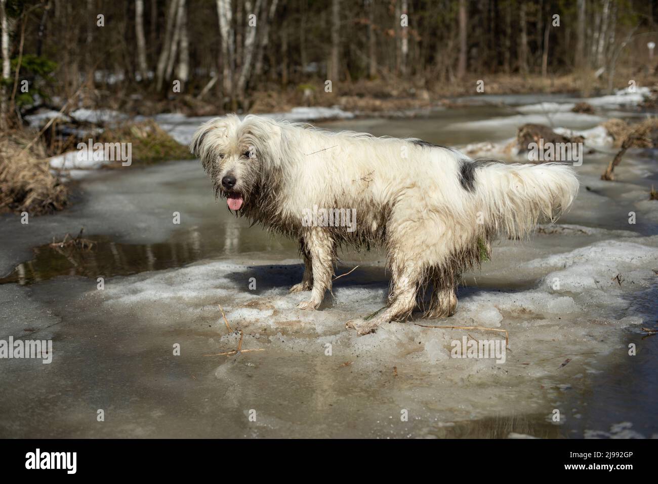 Dog in swamp. Dog in spring. Pet is looking for trail Animal in forest ...