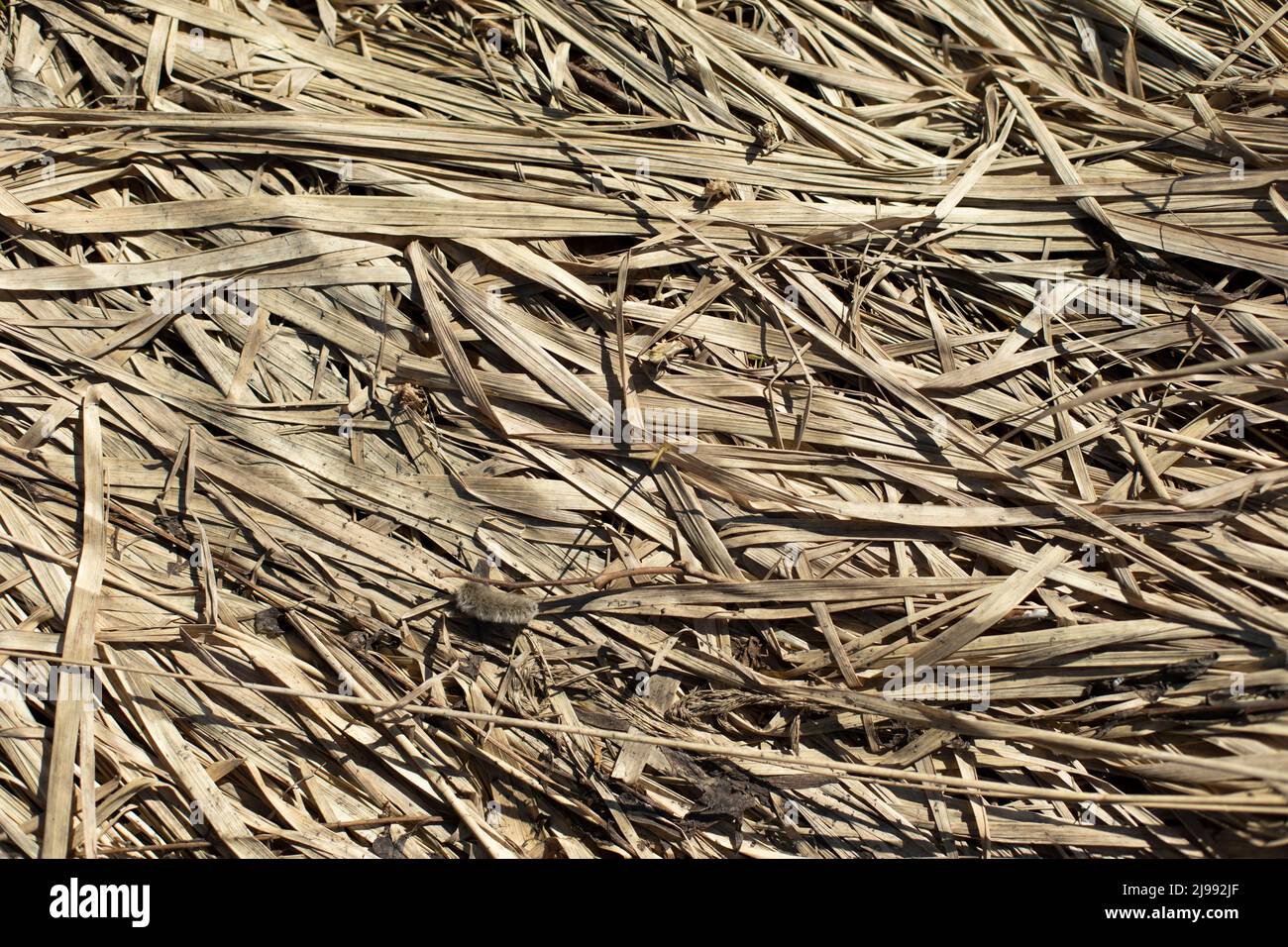 Texture of dry grass. Swamp plant. Dried stems. Simple spring grass ...