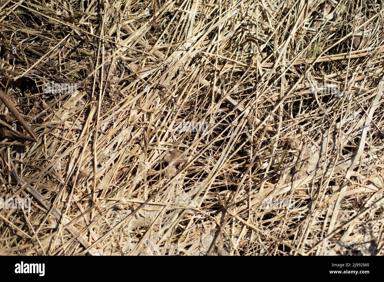 Texture of dry grass. Swamp plant. Dried stems. Simple spring grass ...