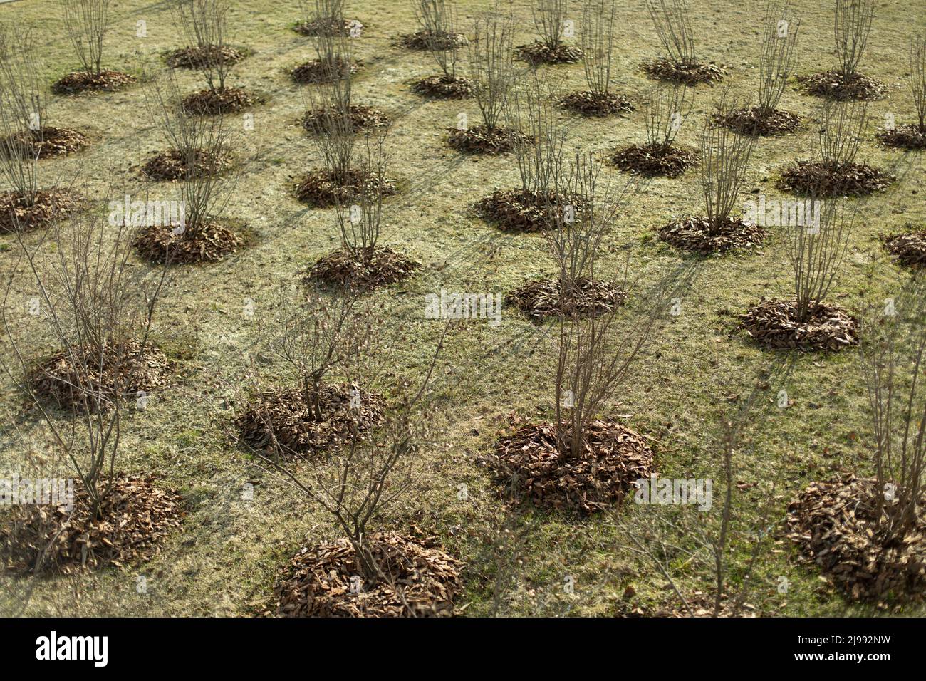 Planting trees. Details of park. Spring planting of garden Stock Photo ...