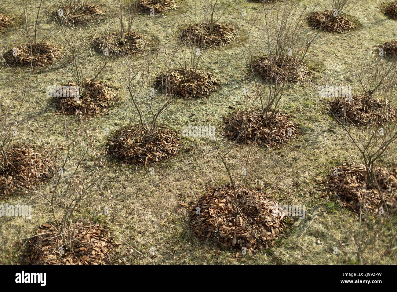 Planting trees. Details of park. Spring planting of garden Stock Photo ...