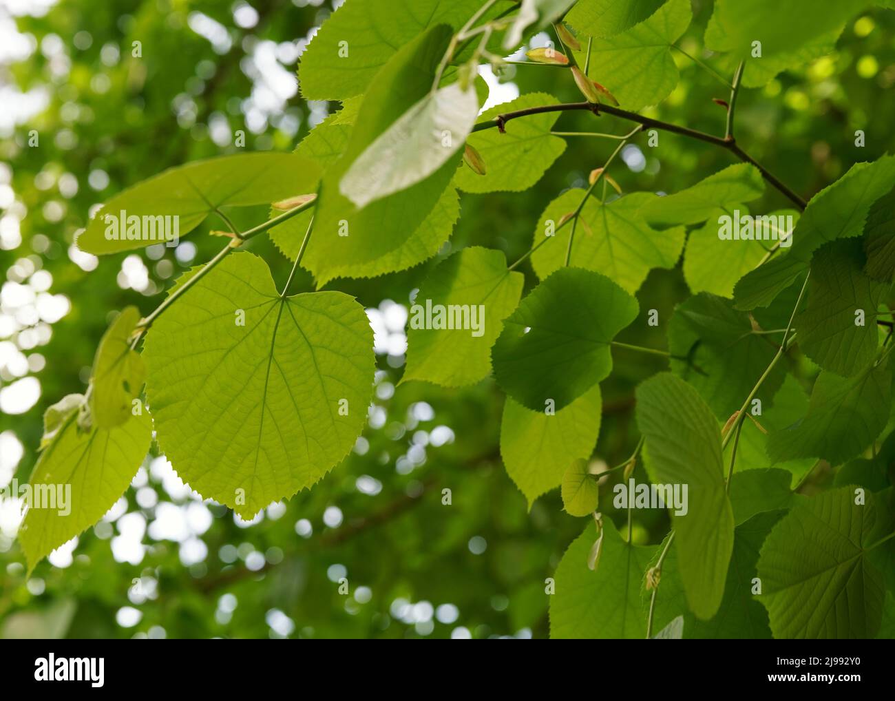Silver linden, silver lime, tilia petiolaris, fresh spring leaves on ...
