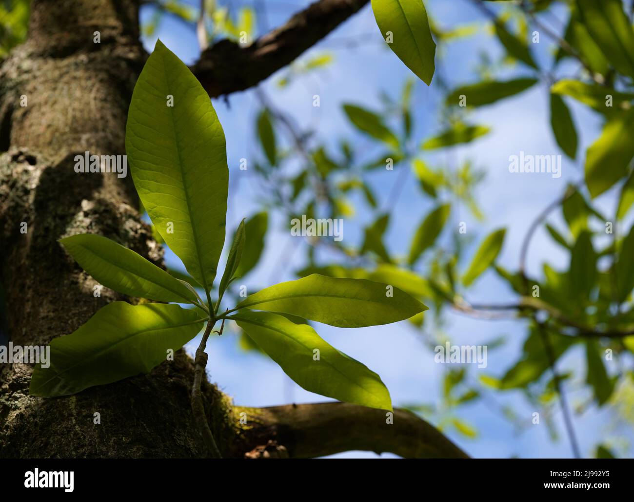 Umbrella magnolia, magnolia tripetala, fresh spring leaves against ...