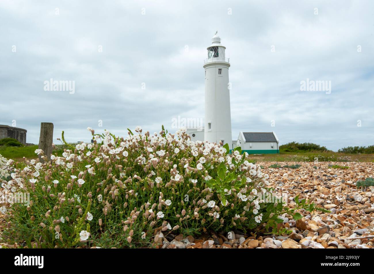 Hurst Point Lighthouse Stock Photo - Alamy